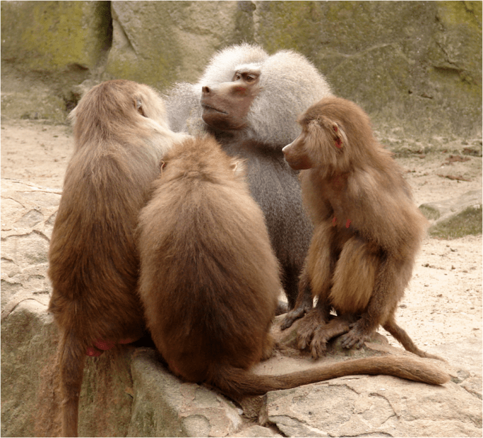 Evolution Cartoons | Evolution Literacy