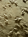 The Art Of Nature: Sculptures Of Dinosaur Tracks and Traces | Evolution ...